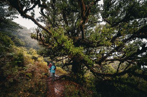 포르투갈 마데이라의 파날 숲에서 으스스한 월계수 나무 아래에서 하이킹을 하는 가족의 모습 소름 끼치는 공포 영화의 한 장면