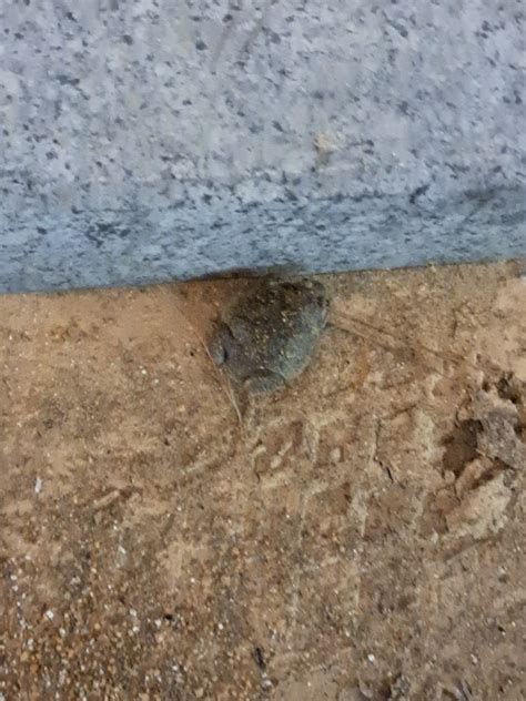 개구리두꺼비 잘아시는분 지식in