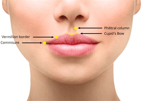 Lip Lift Surgery Procedure Cost And What To Expect Lip Lift Surgery Procedure Cost And What To Expect