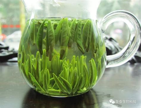 绿茶有什么特点