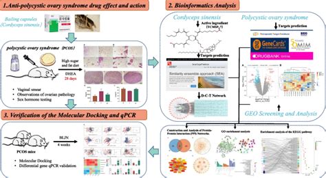 整合生物信息学和网络药理学探讨百令胶囊治疗多囊卵巢综合征的治疗靶点及分子机制 Bmc Complementary And Alternative Medicine X Mol