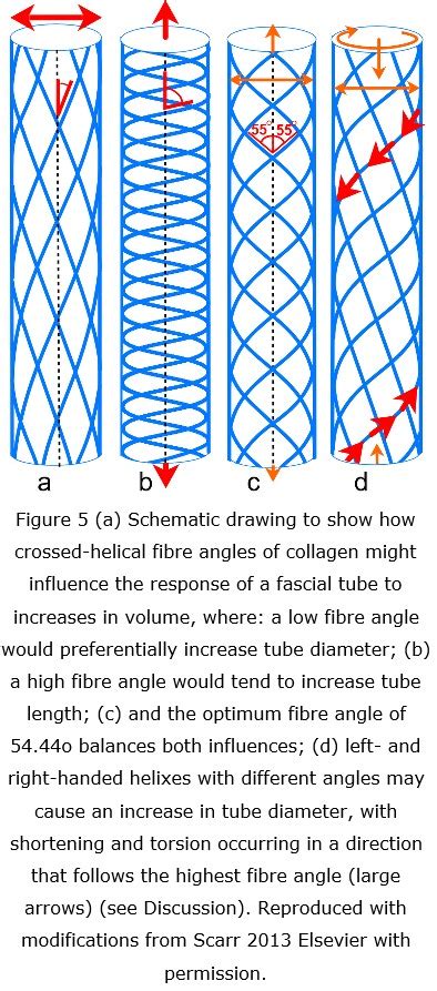 Traube Hering Mayer Waves Tensegrity In Biology