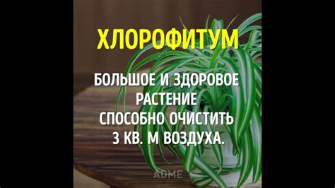 Эти растения должны быть в каждом доме Mp4 Hq Xxx Video