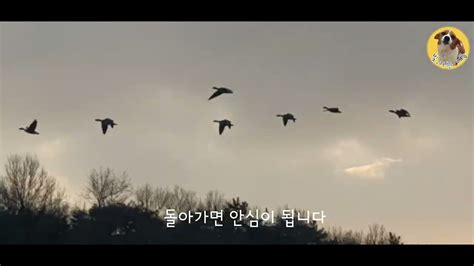 잘가고 내일 또 보자 깁에 무사히 가길 바라는 엄마의 마음 기러기들 집에 갑니다 퇴근하는 기러기 소소한일상 산책