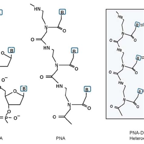 Peptide Nucleic Acid Pna Structure Comparison Of The Structure Of Pna Download Scientific
