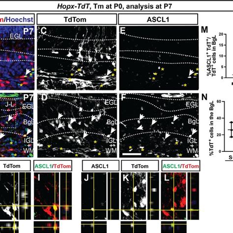 Injury Induced Ascl1 Bgl Neps Give Rise To Granule Cells And
