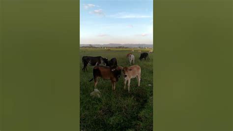 Sapi Upin Ipin Cow Short Shortvideo Youtube Youtube