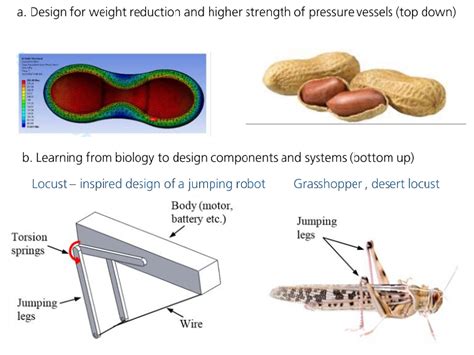 Conceptual Design Of Biologically Inspired Components And Systems 15 Download Scientific