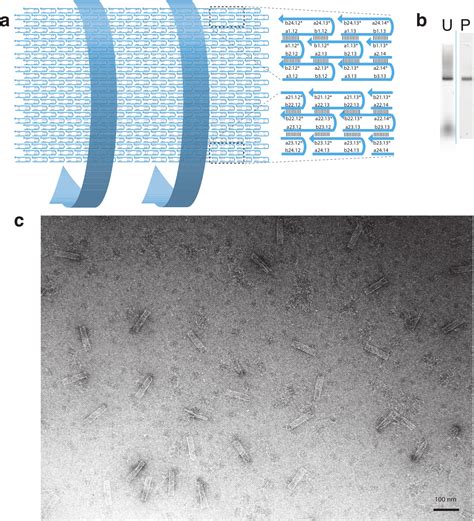 self assembly of complex two dimensional shapes from single stranded