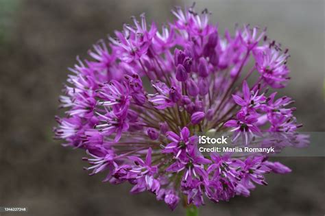 녹색 흐린 배경에 보라색 양파 꽃 바이올렛 플라워 볼이 있는 양파를 꽃피는 알륨 선택적 소프트 포커스가 있는 매크로 사진 알리움 지칸테움 꽃의 클로즈업 0명에 대한 스톡