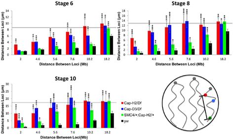 Condensin Ii Promotes Chromosome Axial Compaction For Developmental