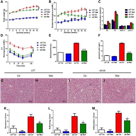 Metformin Reduced Body Weight And Alleviated Glucose And Lipid Download Scientific Diagram