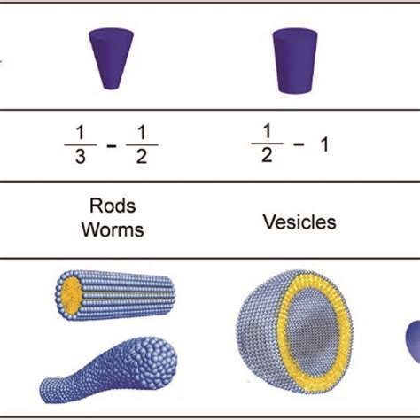 Influence Of The Packing Parameter P Of An Amphiphile On The Download Scientific Diagram