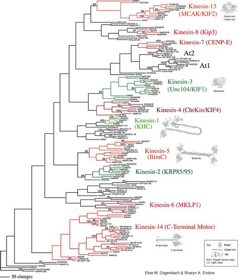 Kinesin Tree Kinesin