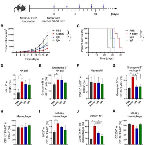 Tumor Inhibition Efficacy Of Trastuzumab X Body In Bladder Cancer