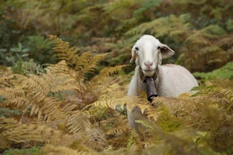 Are Ferns Poisonous Progardentips