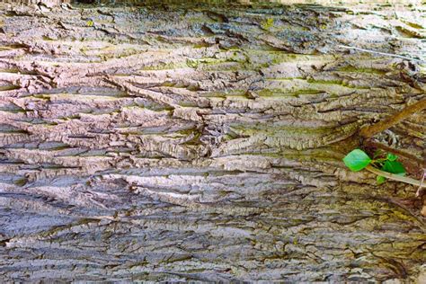 Background The Bark Maple Tree With The Green Leaf Stock Image Image Of Single Area 91823573