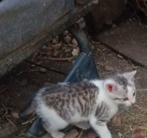 Koty Młode Miejskie Schronisko Dla Bezdomnych Zwierząt W Opolu