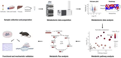 稳定同位素，如何联动代谢组学研究？ Medchemexpress 脉脉