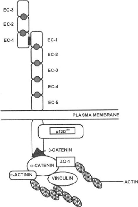 Diagrammatic Representation Of The Cadherin Catenin Complex In An