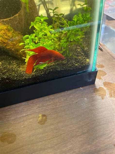 Is My Betta Overfed Rbettafish