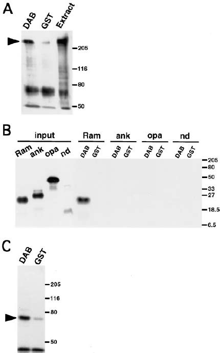 Binding Of The Disabled Ptb Domain To The Notch Intracellular Domain In