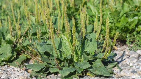 How To Identify And Get Rid Of Broadleaf Weeds In Your Yard Or Garden
