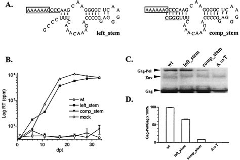 Role Of The Predicted Stem Loop Structure In Eiav Gag Pol Download