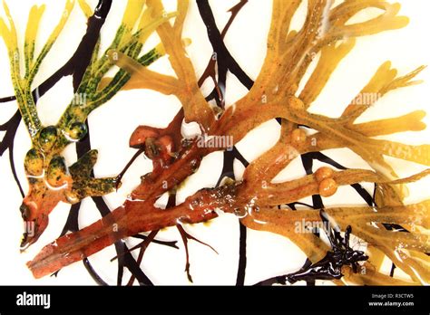 Brown Algae Diagram