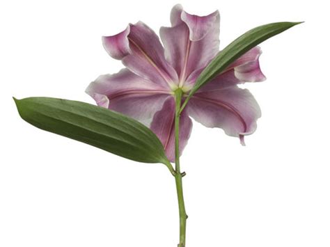 Stargazer Lily Images Browse Stock Photos Vectors And Video Adobe Stock