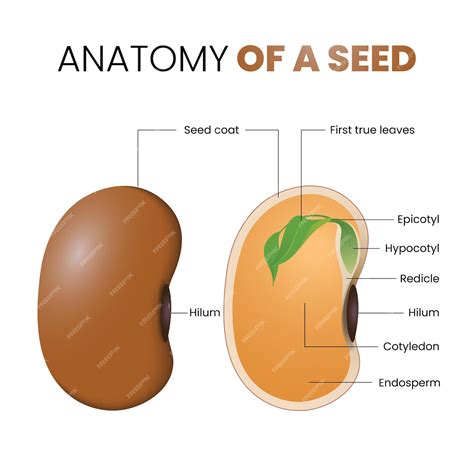 Premium Vector Illustration Of Bean Seed Anatomy