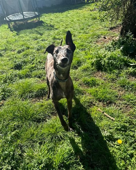 Clytie Candys Hound Rescue International