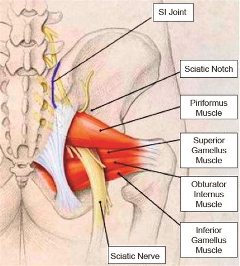 Greater Sciatic Foramen Piriformis