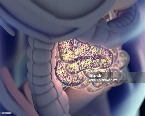 창 자가 박테리아 창 자 식물 미생물입니다 작은 창 자 개념 표현 안에 박테리아 3d 그림입니다 마이크로바이옴에 대한 스톡 사진 및 기타 이미지 Istock