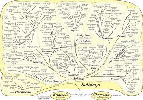 Matrix Phylogeny For Machine Learning