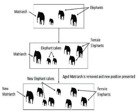 Elephant Behaviour In A Clan Download Scientific Diagram