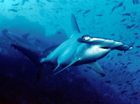 Carolina Hammerhead Rare New Species Of Hammerhead Shark Discovered