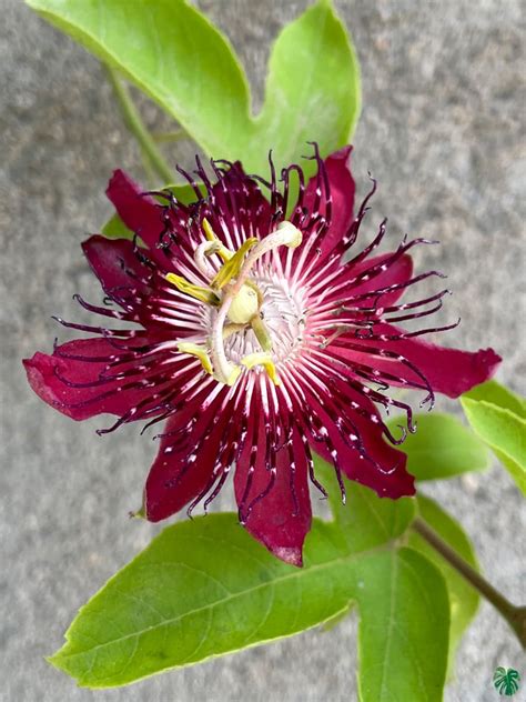 Passiflora Vitifolia Ubicaciondepersonas Cdmx Gob Mx
