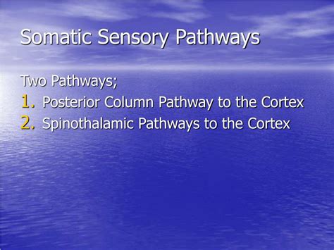 Ppt Sensory And Motor Pathways Powerpoint Presentation Free Download Id 1063903