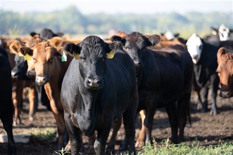 Texas Aandm Agrilife Modernizes Cattle Producer Financial Tool