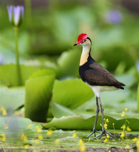 Sexual Selection In The World Of Birds Sex Role Reversal In Birds An Exception To The Rule