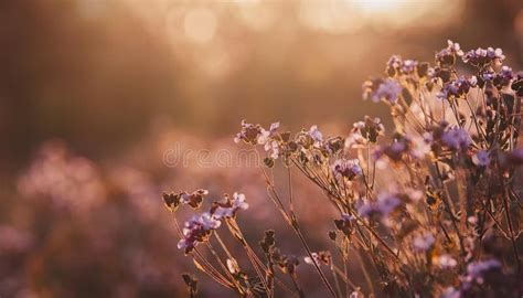Flowers Soft Focus Effect Depth Of Field Dof Depth Of Field Stock Illustration