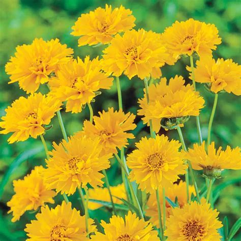 Early Sunrise Coreopsis Spring Hill Spring Hill Nursery