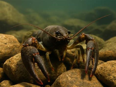 Best Creature Baits For Bass Fishing In The Uk