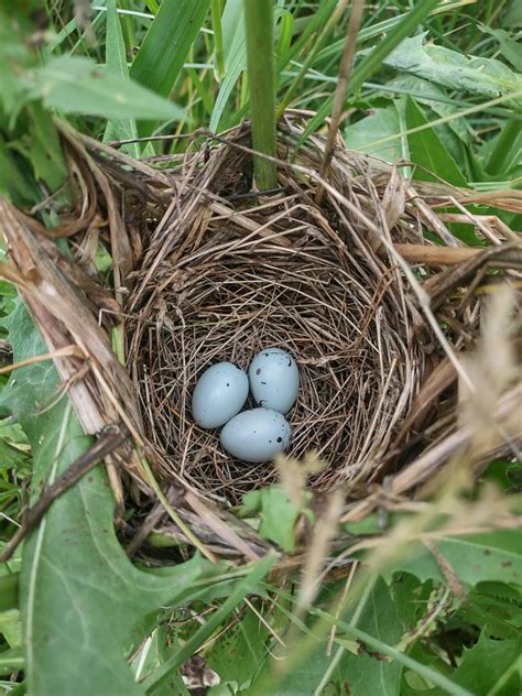 Red Wing Blackbird Nest With Eggs