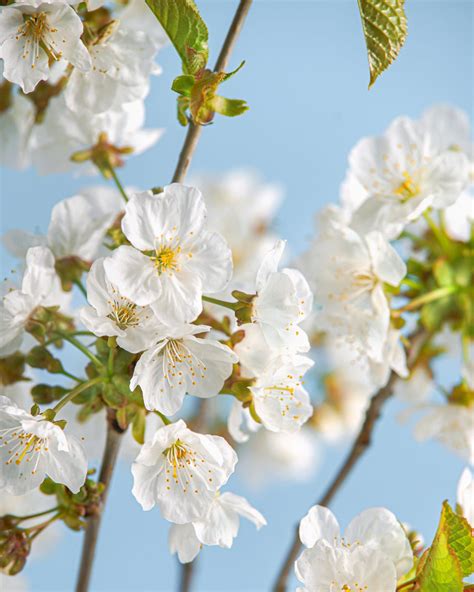 Small Trees With White Flower Clusters 10 Best Trees With White