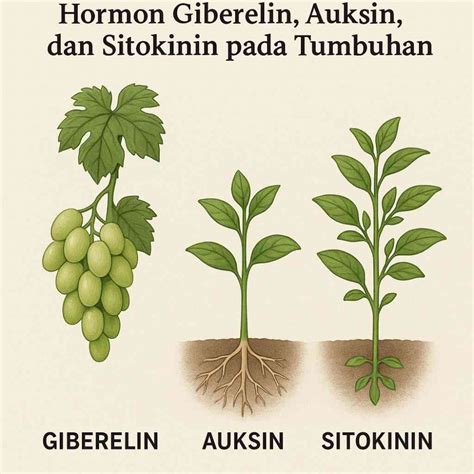 Mengenal Lebih Jauh Hormon Giberelin Auksin Dan Sitokinin Pada
