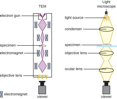 Instruments Of Microscopy · Microbiology