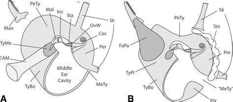 Sound Transmission In Archaic And Modern Whales Anatomical Adaptations