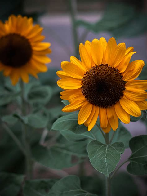 계절 꽃 관상용 식물 꽃 꽃 머리 꽃 장식 꽃꽂이 꽃무늬 꽃밭 꽃이 피는 꽃잎 노란 꽃 노란 꽃잎 농업 만개 밝은 부케 생생한 꽃 생화